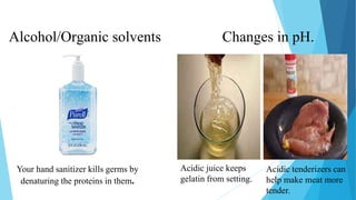 Protein Denaturation | PPTX