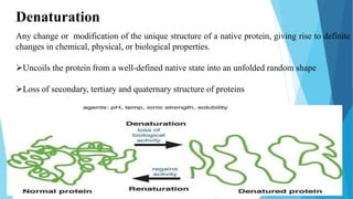 Protein Denaturation | PPT