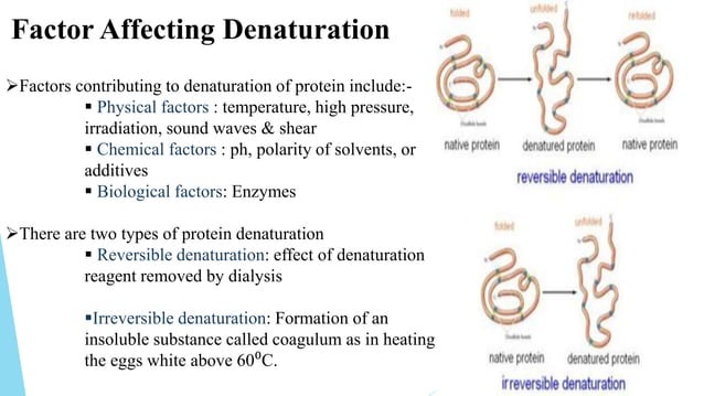 Protein Denaturation | PPT