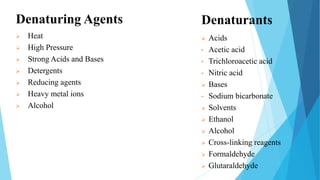 Protein Denaturation | PPTX