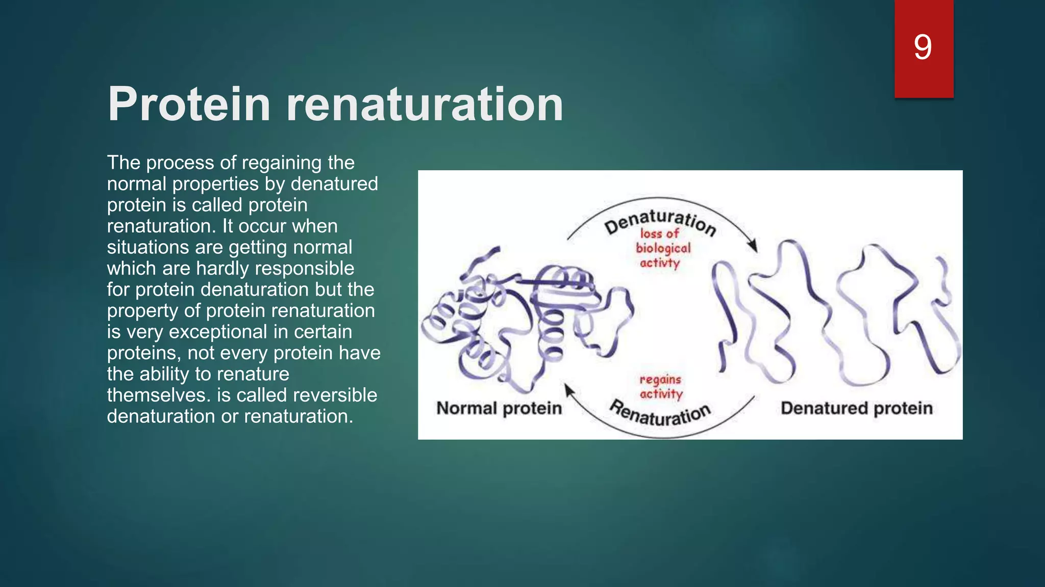 Protein Denaturation & Protein Purification | PPTX