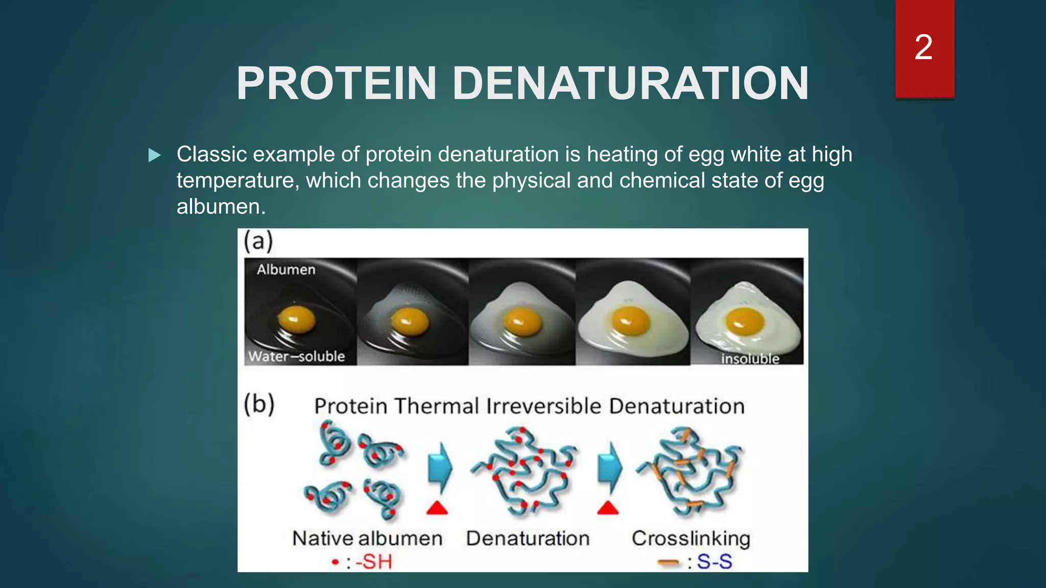 Protein Denaturation & Protein Purification | PPTX