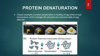 Protein Denaturation & Protein Purification | PPTX