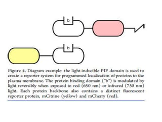 protein design, principles and examples.pptx