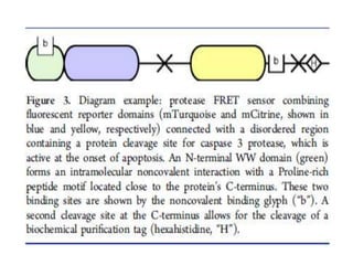 protein design, principles and examples.pptx