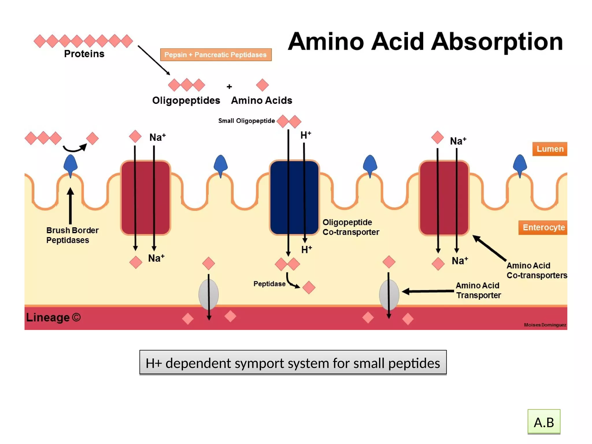 Protein digestion in human body | PDF