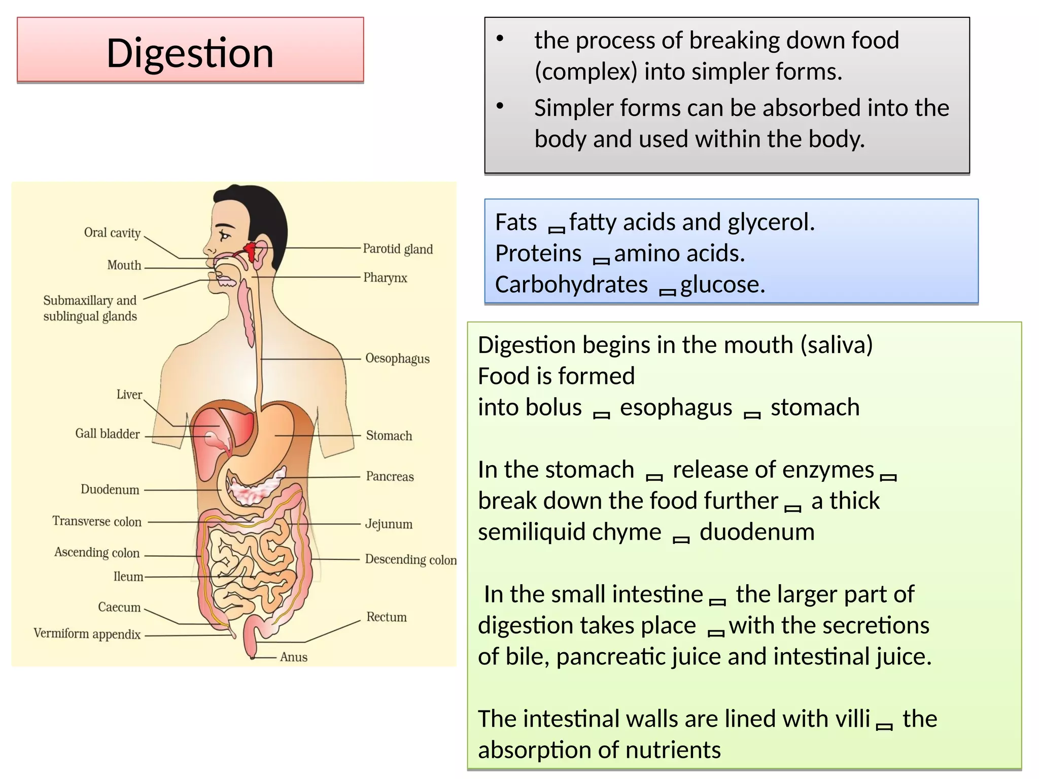 Protein digestion in human body | PDF