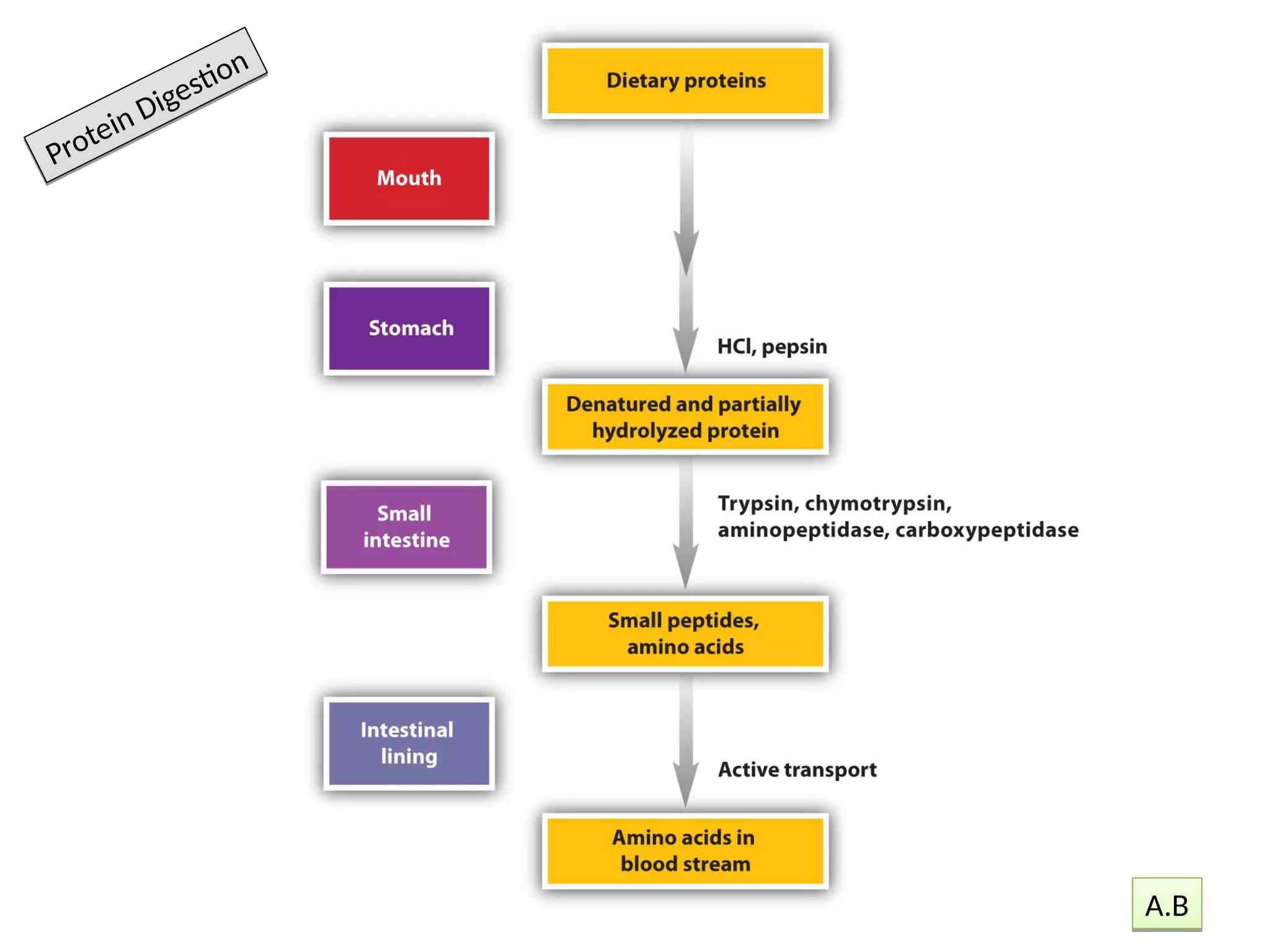 Protein digestion in human body | PDF