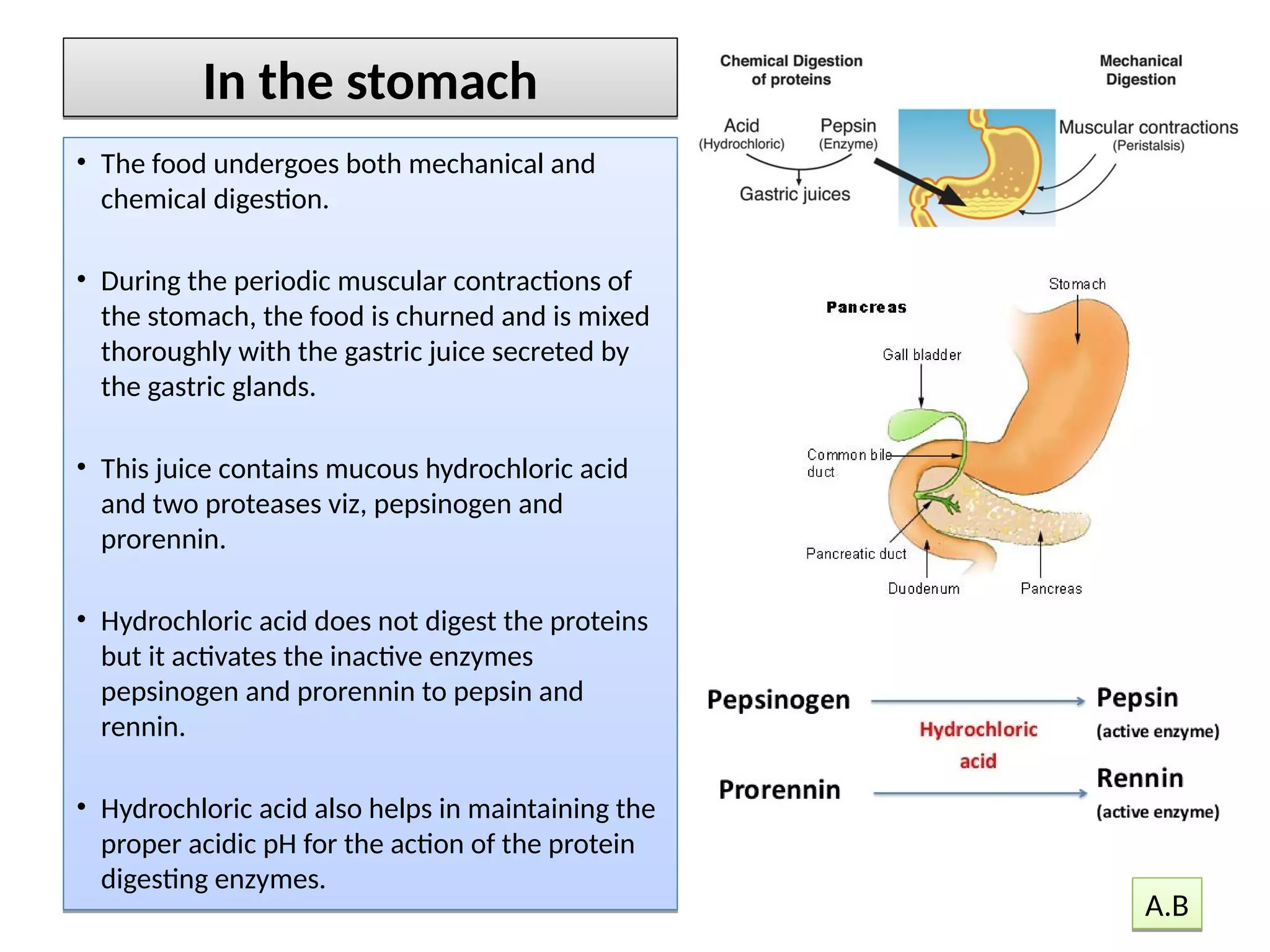 Protein digestion in human body | PDF
