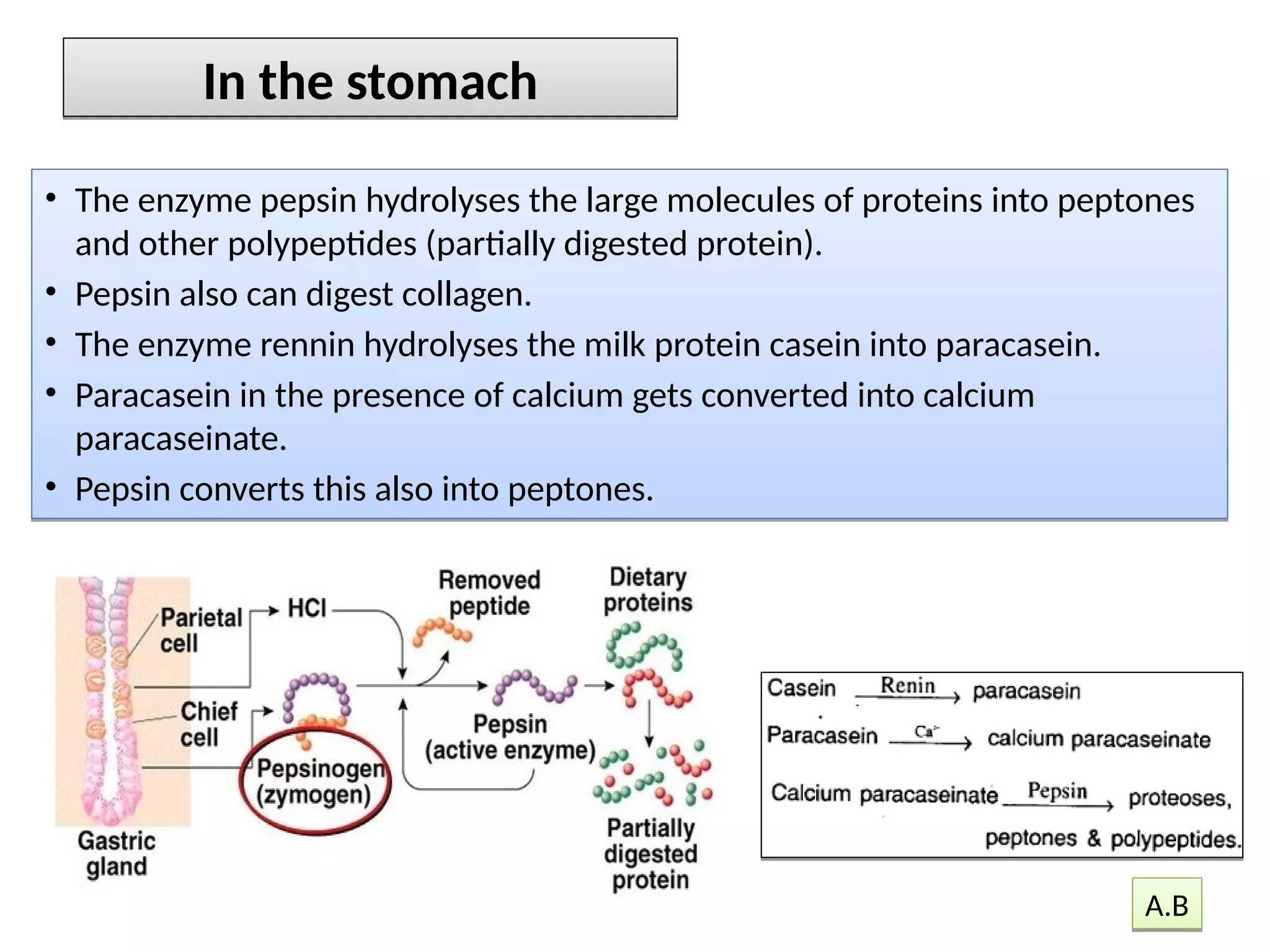 Protein digestion in human body | PDF