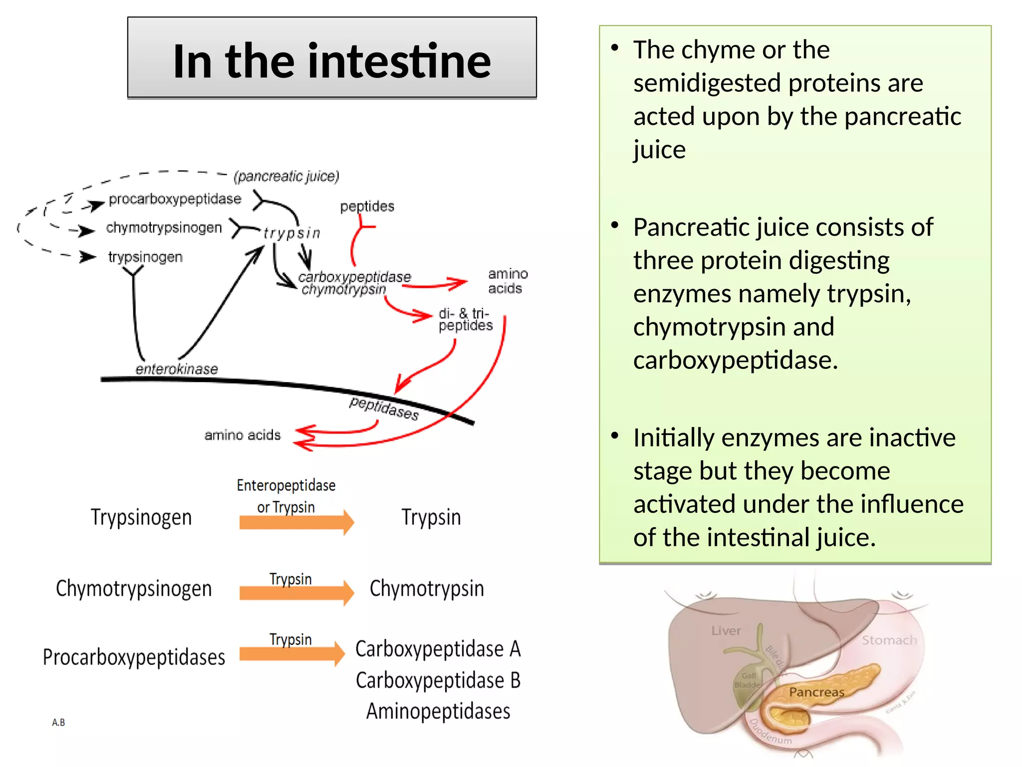 Protein digestion in human body | PDF