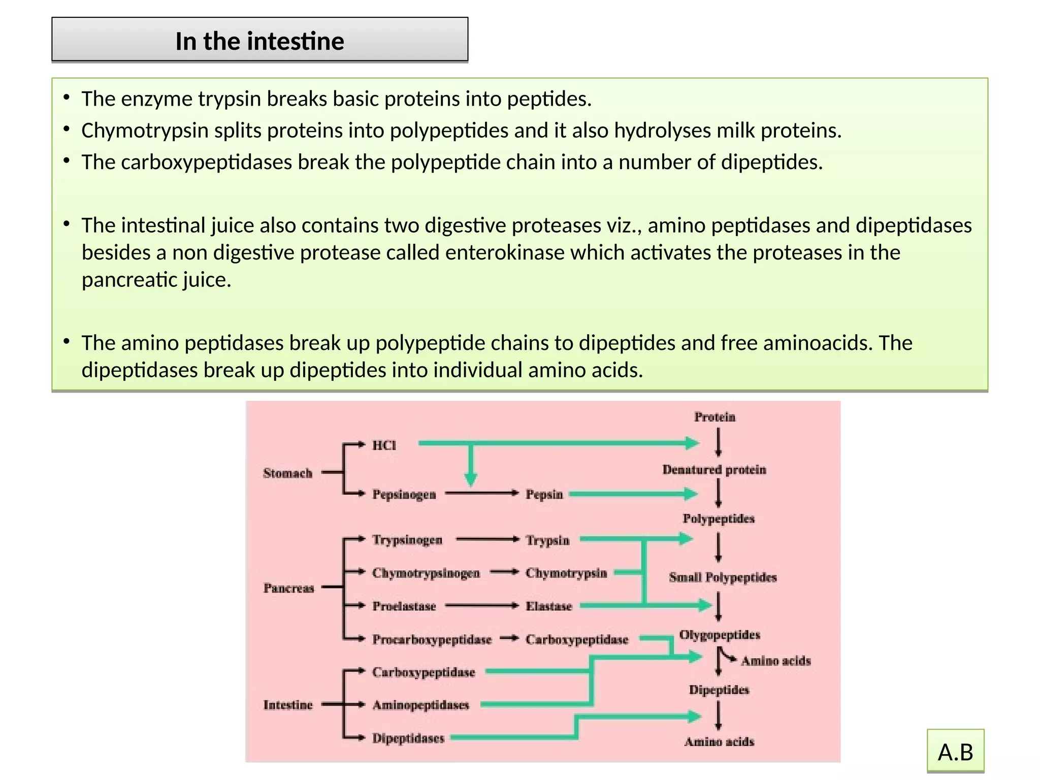 Protein digestion in human body | PDF