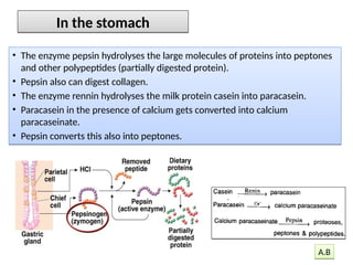 Protein digestion in human body | PDF