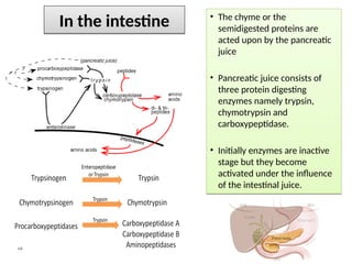 Protein digestion in human body | PDF