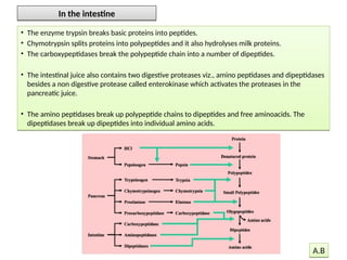 Protein digestion in human body | PDF