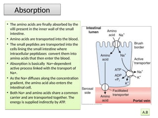 Protein digestion in human body | PDF