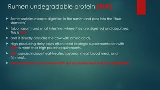 protein digestion in ruminants, protein Fractions pptx | PPTX