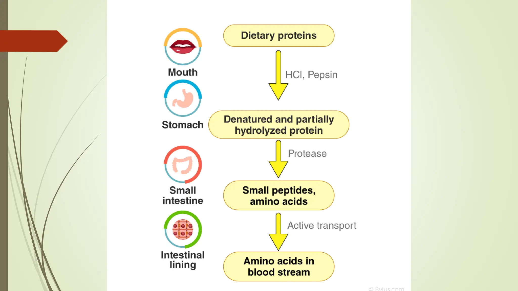 Protein digestion and absorbtiogfhfghhgn.pdf