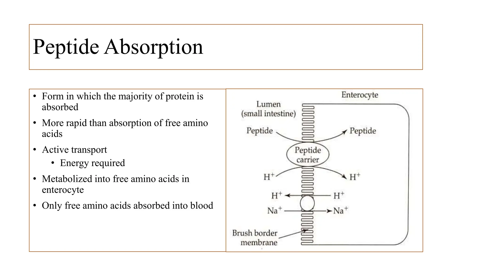 proteindigestionandabsorption-210324090748.pdf