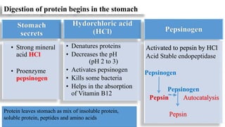 proteindigestionandabsorption-210324090748.pdf