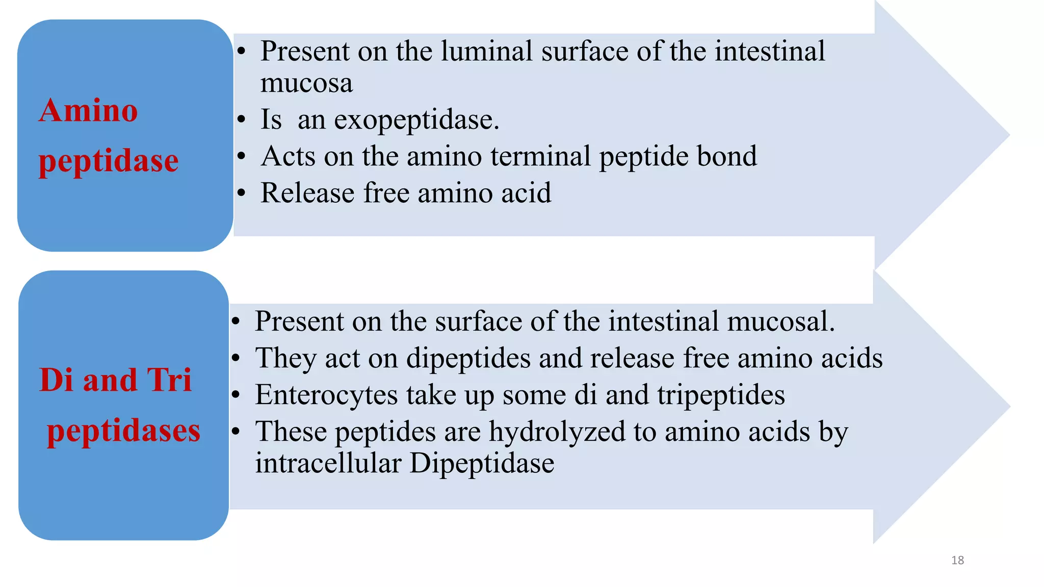 Protein digestion and absorption | PPTX