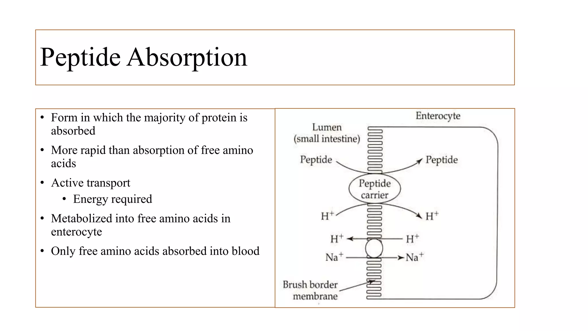 Protein digestion and absorption | PPTX