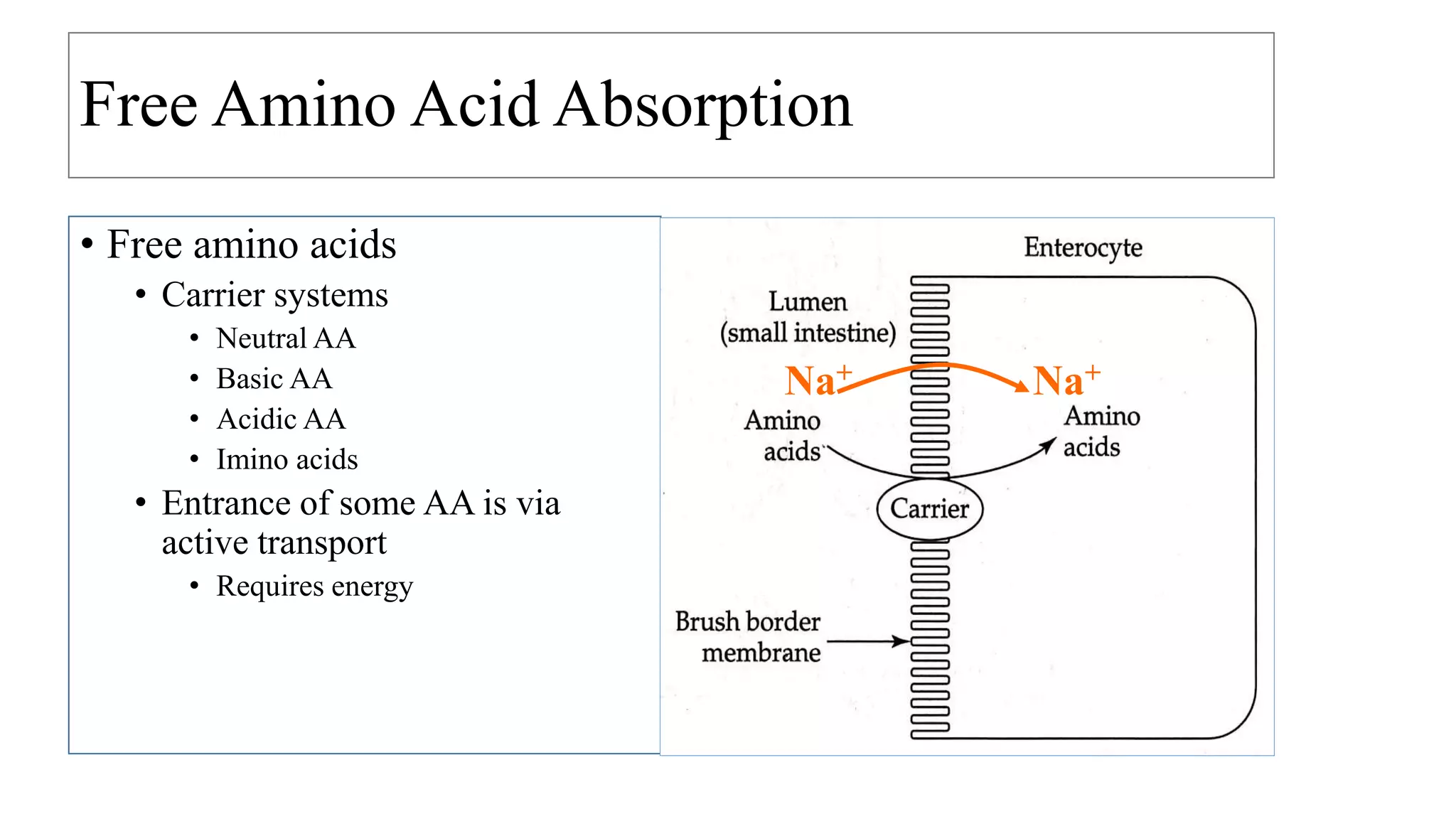 Protein digestion and absorption | PPTX