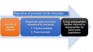 Protein digestion and absorption | PPTX