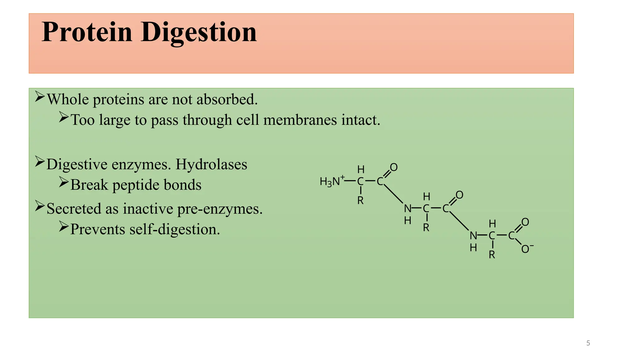 proteindigestionandabsorption-210324090748 (1).pptx