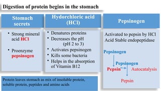 proteindigestionandabsorption-210324090748 (1).pptx