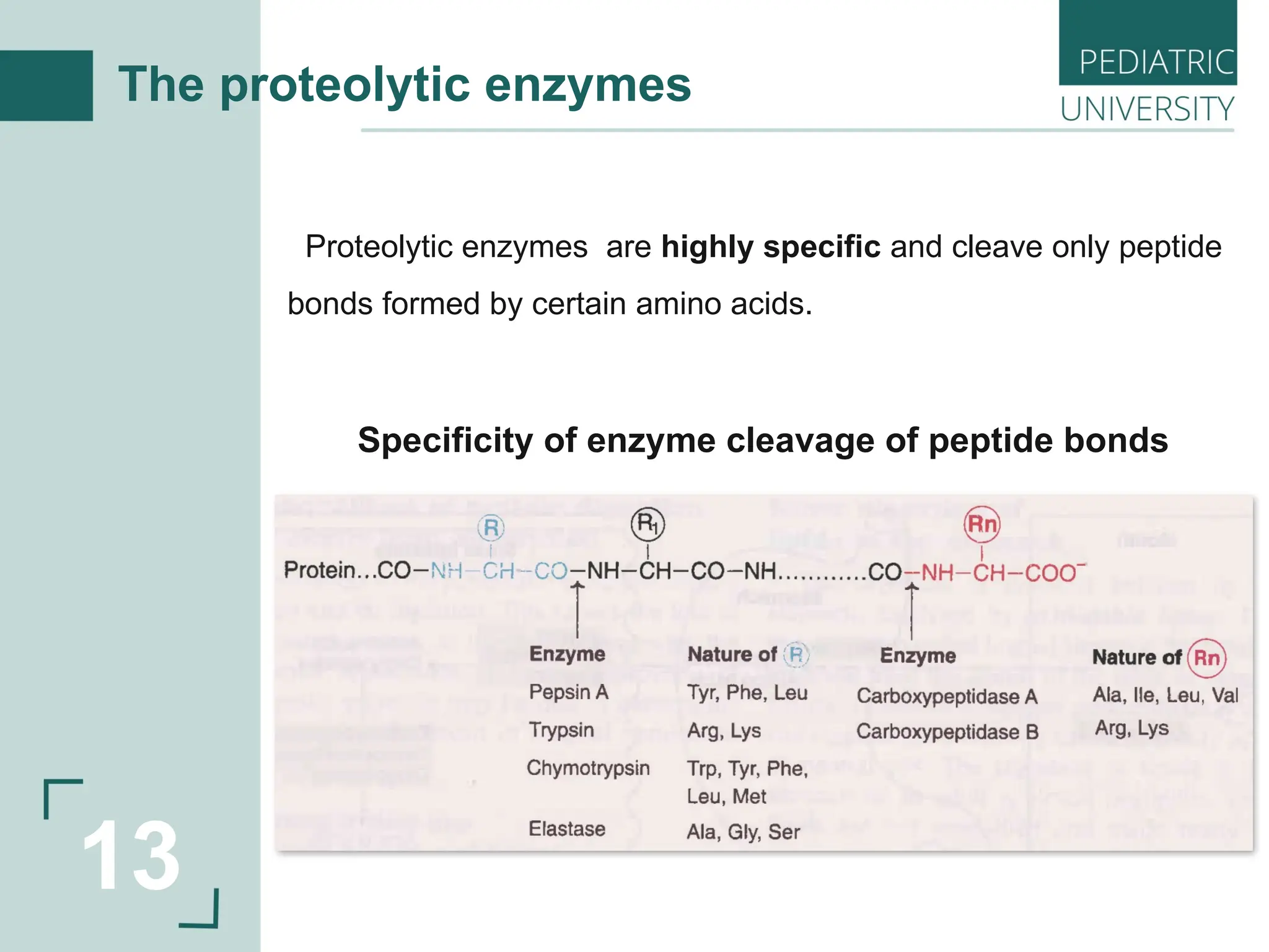 Protein digestion and absorption biochemistry.pptx