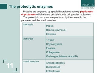 Protein digestion and absorption biochemistry.pptx