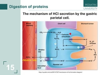 Protein digestion and absorption biochemistry.pptx