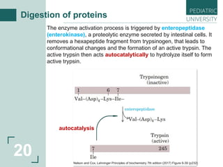 Protein digestion and absorption biochemistry.pptx
