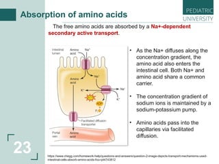 Protein digestion and absorption biochemistry.pptx