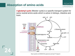 Protein digestion and absorption biochemistry.pptx