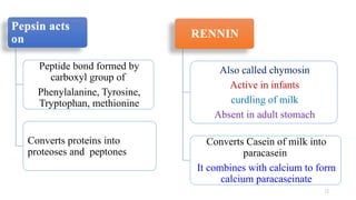 Protein Digestion and Absorption detailed.pptx