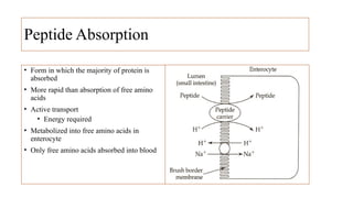 Protein Digestion and Absorption detailed.pptx