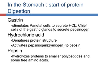 Protein digestion | PPTX