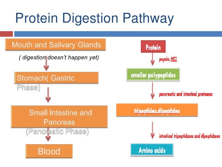 Protein Digestion