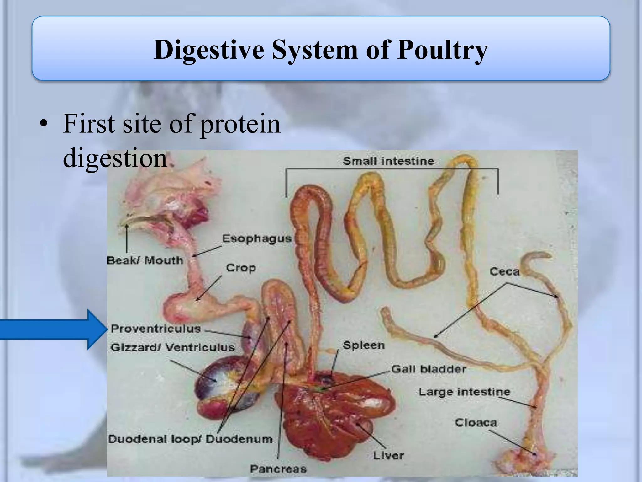 Protein digestion and metabolism in poultry | PPTX