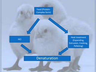 Protein digestion and metabolism in poultry | PPTX