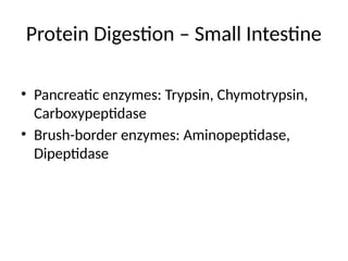 protein_digestion_metabolism_presentation-2.pptx