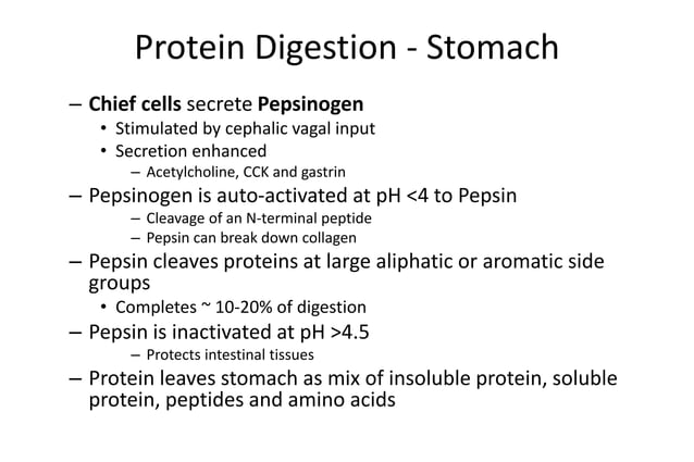 Protein_Digestion_NASPGHAN.pdf