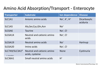 Protein_Digestion_NASPGHAN.pdf