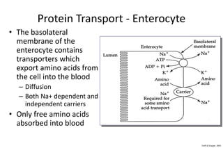 Protein_Digestion_NASPGHAN.pdf