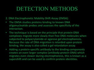 Protein – DNA interactions, an overview | PPTX