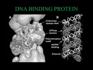 Protein – DNA interactions, an overview | PPTX