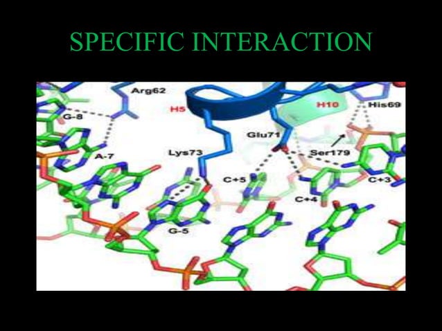 Protein – DNA interactions, an overview | PPTX | Biotech and Biomedical ...