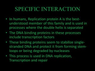 Protein – DNA interactions, an overview | PPT